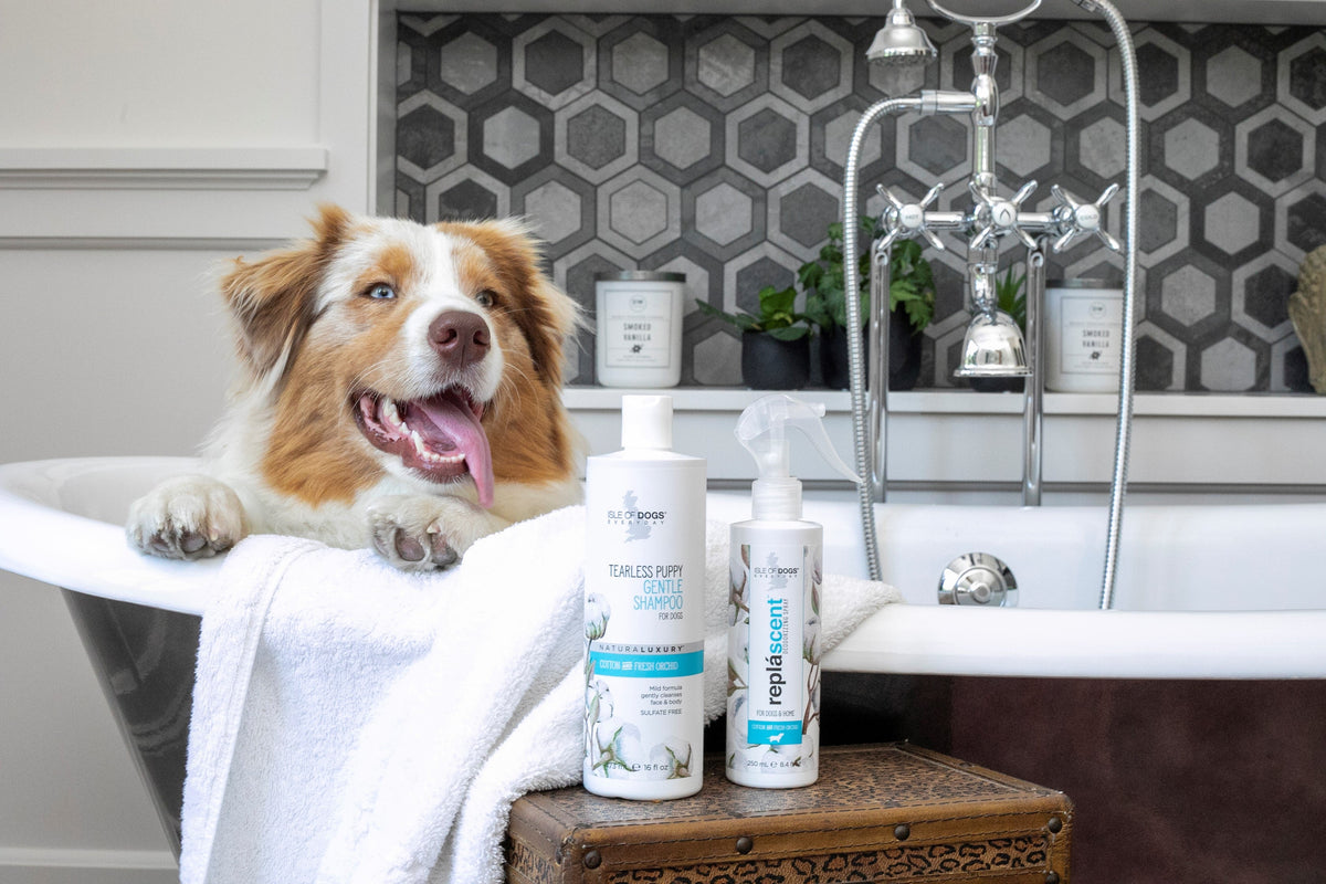 Everyday Elements – Isle of Dogs